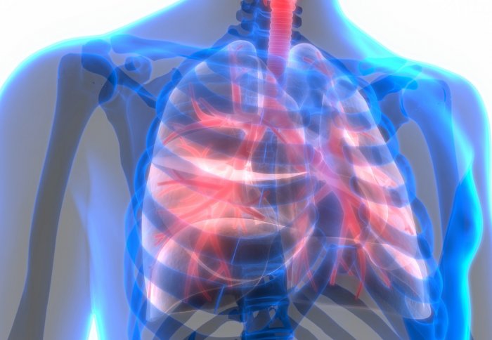 Scientists Create A Patch To Bypass Scars Caused By A Heart Attack Ahsc
